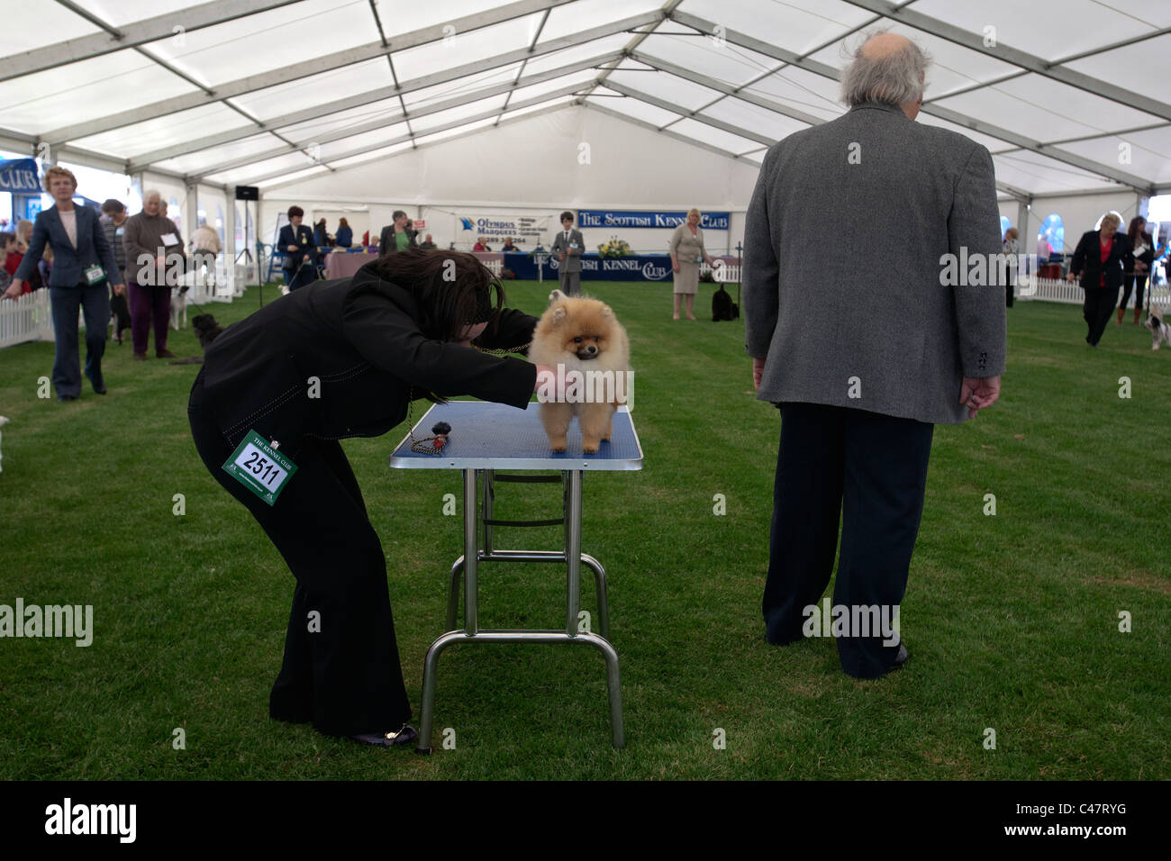 dog and owner at scottish kennel club show Stock Photo - Alamy