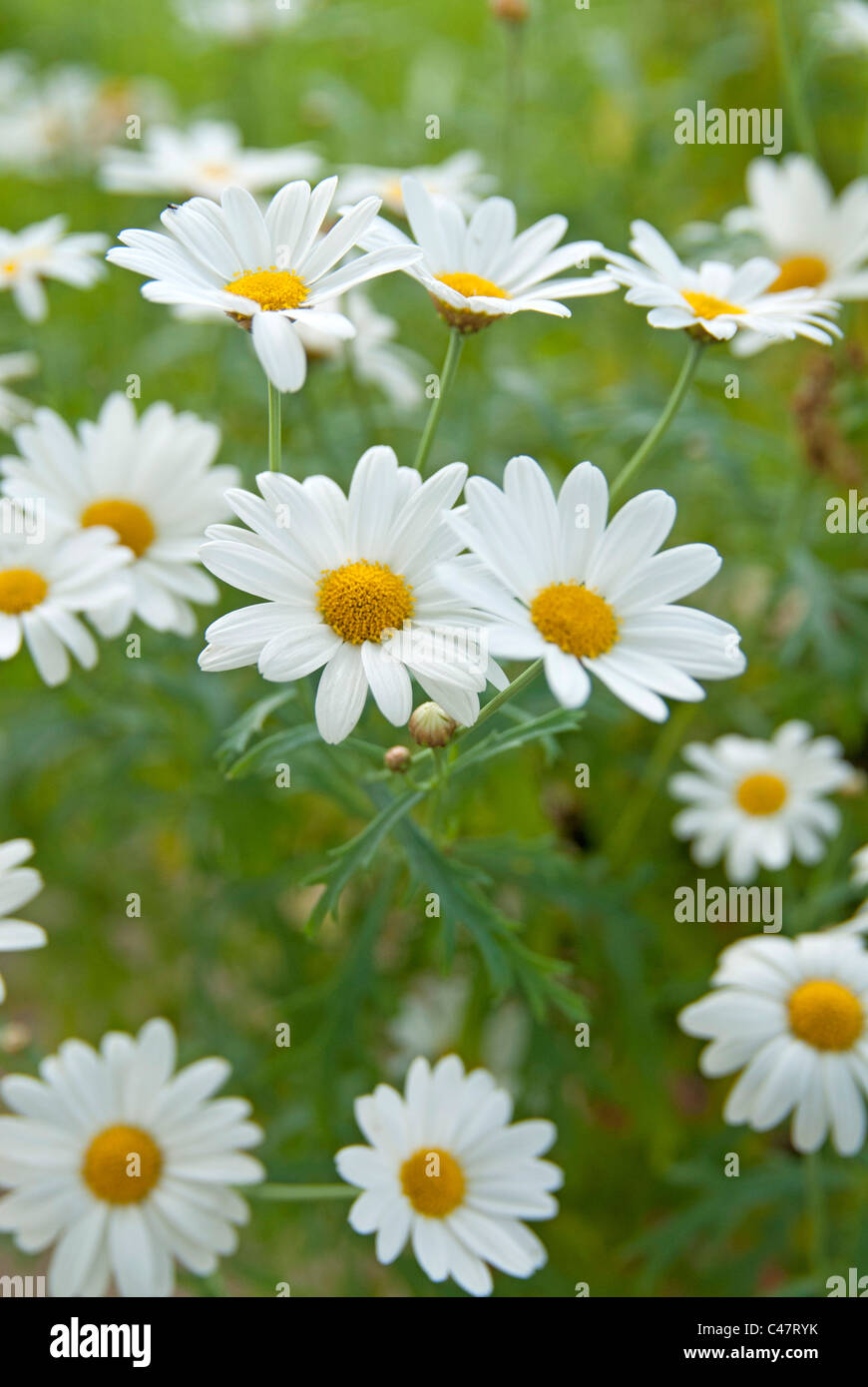 Lawn oxeye daisies hi-res stock photography and images - Alamy