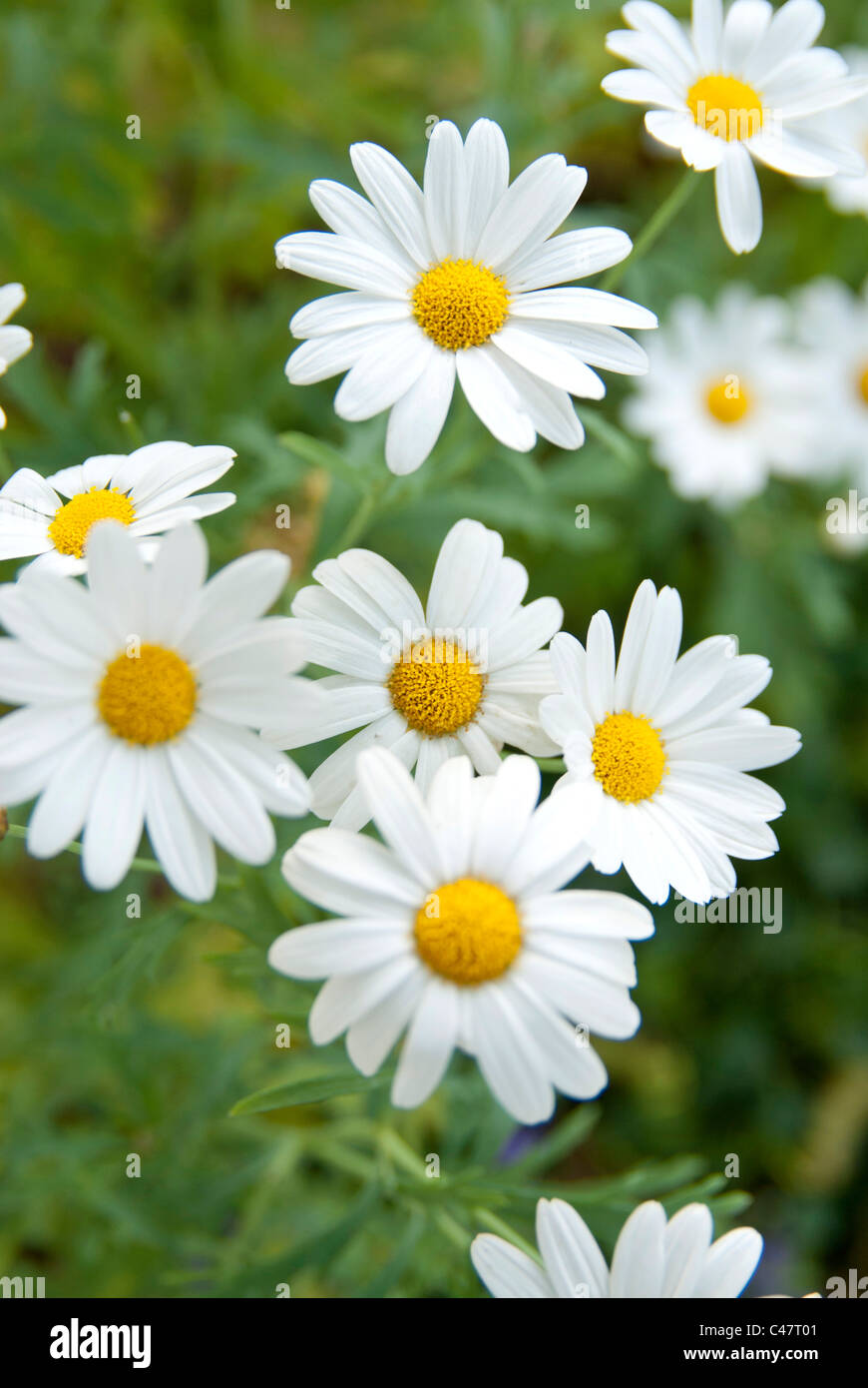 Leucanthemum vulgare leaf hi-res stock photography and images - Alamy