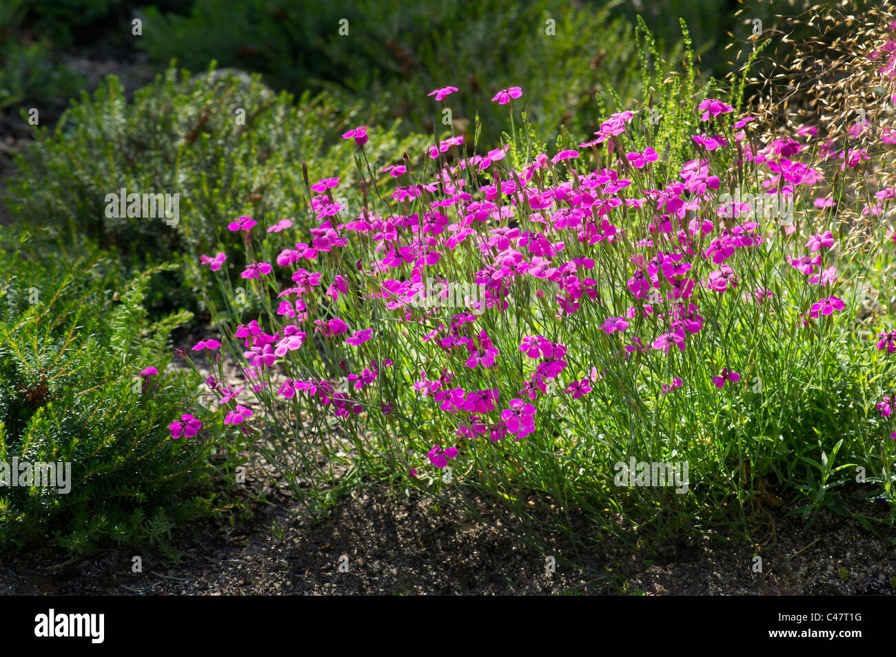 Dianthus deltoides hi-res stock photography and images - Alamy