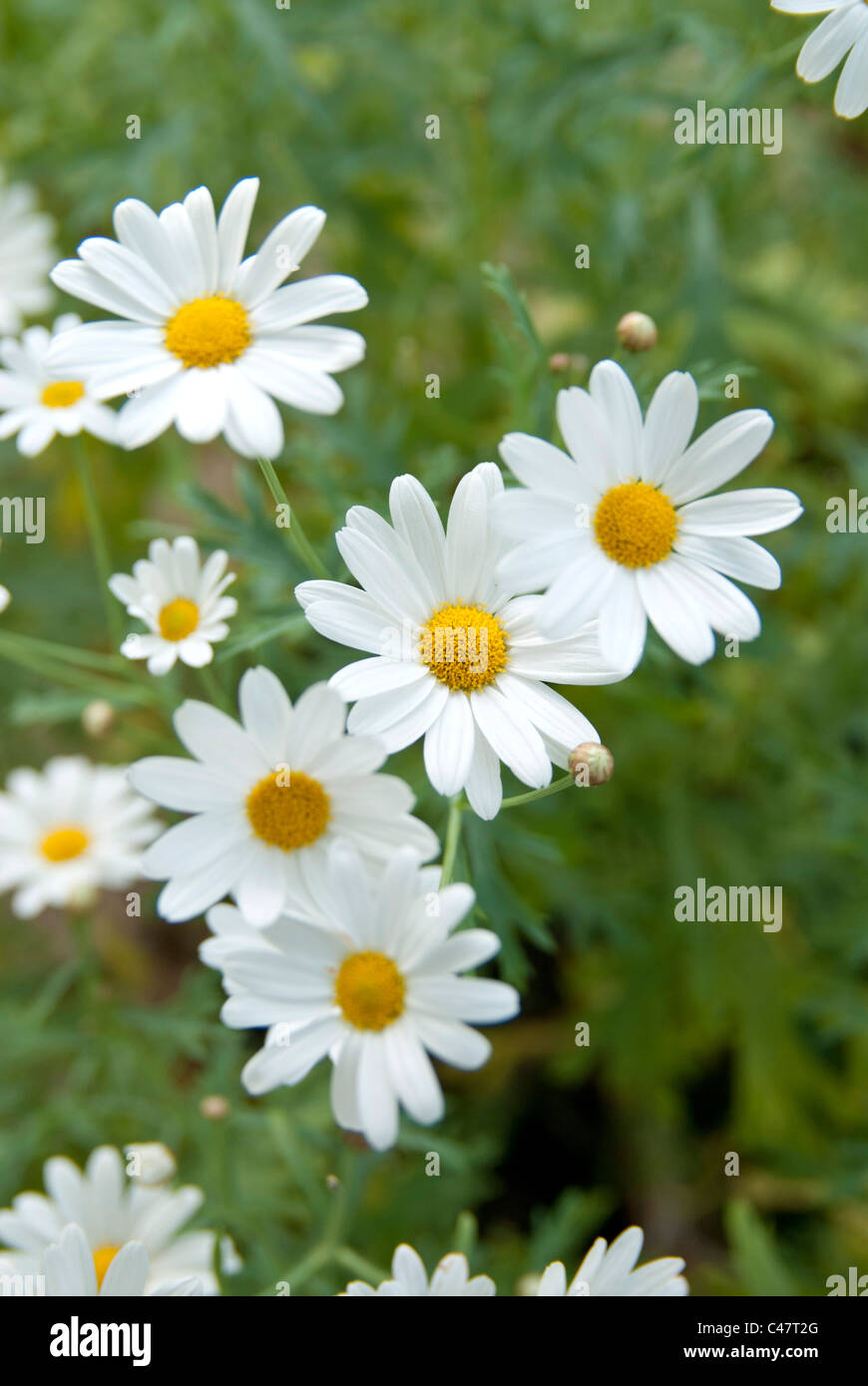 Oxeye daisies with blue background hi-res stock photography and images ...