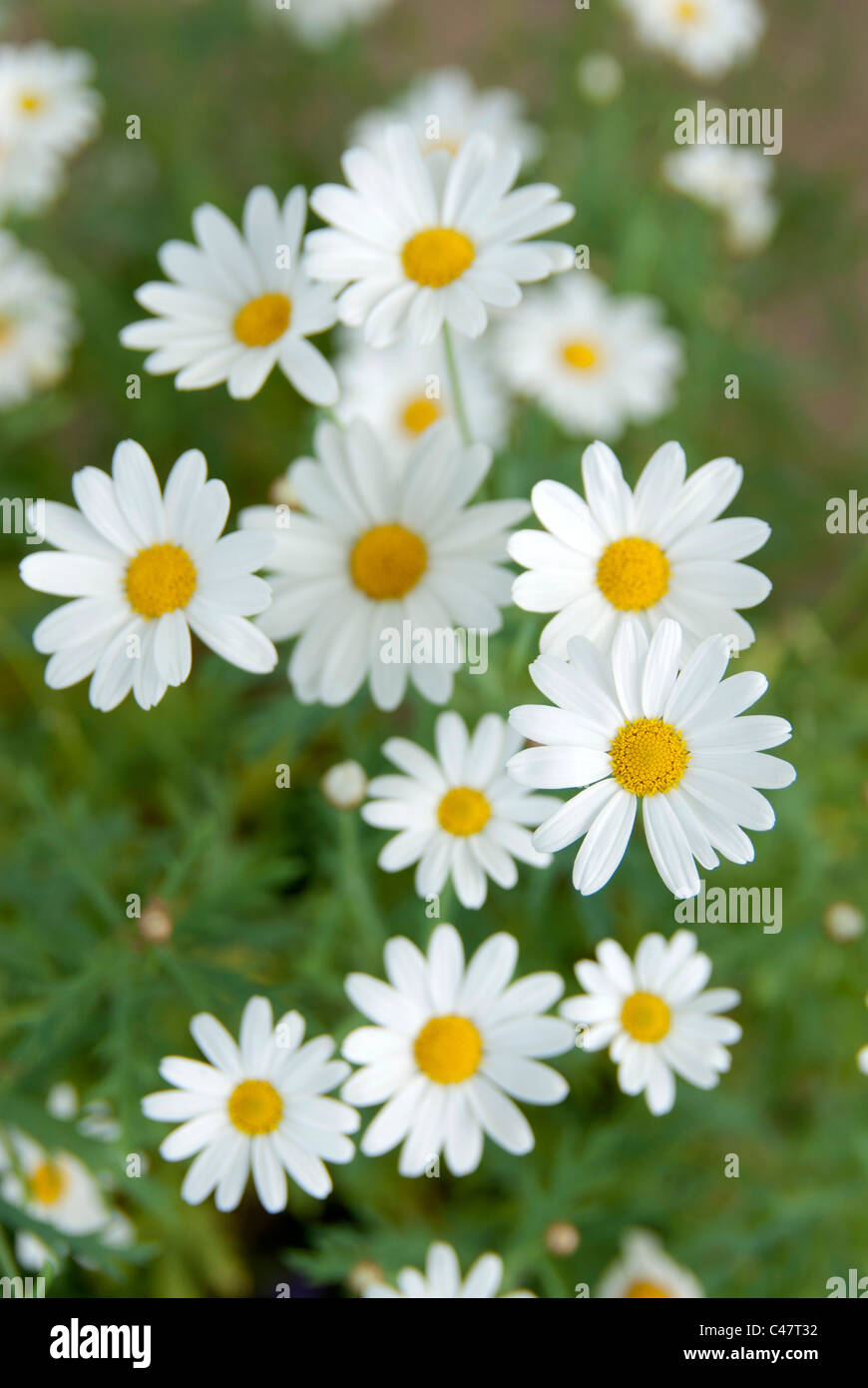 Oxeye daisies bed hi-res stock photography and images - Alamy