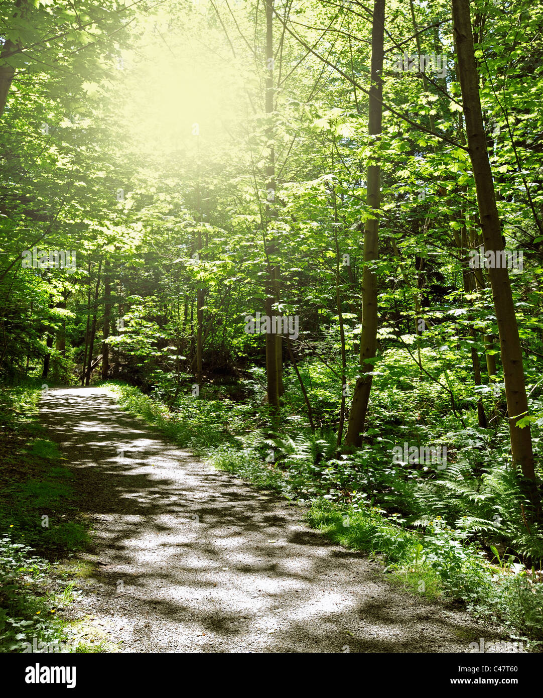 Light in forest Stock Photo - Alamy