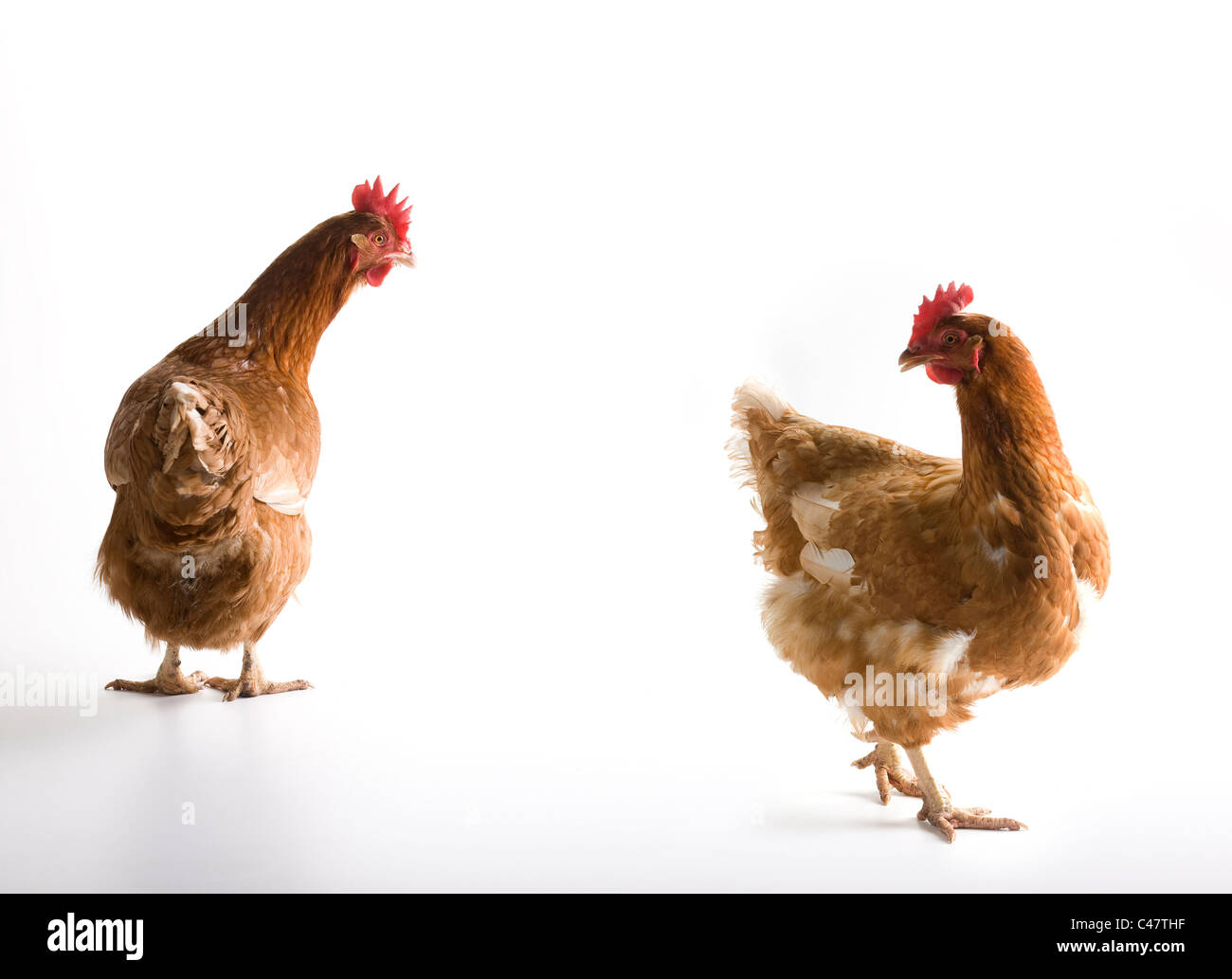 2 chickens hi-res stock photography and images - Alamy
