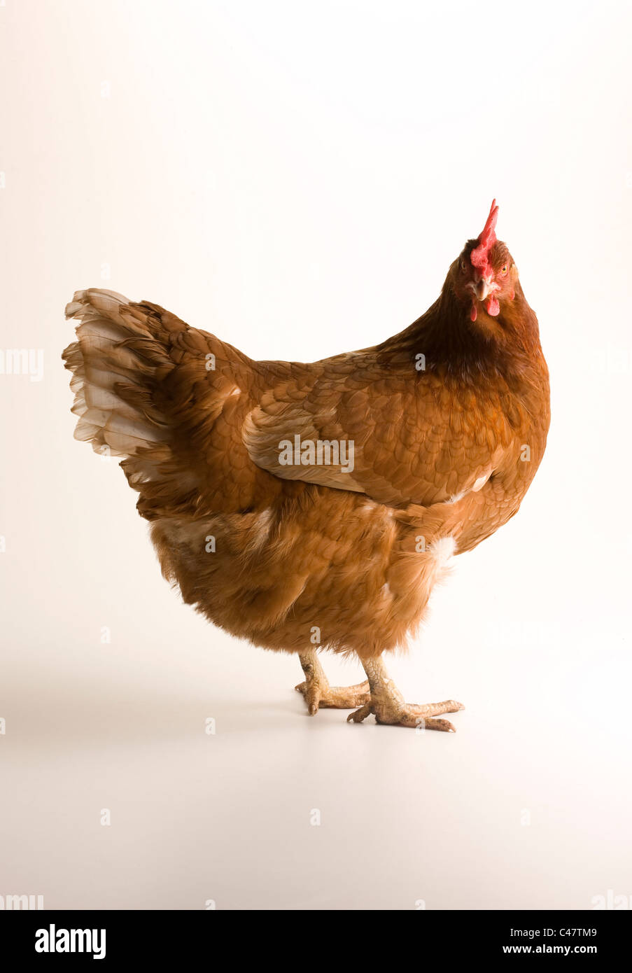 Chicken hen hi-res stock photography and images - Alamy