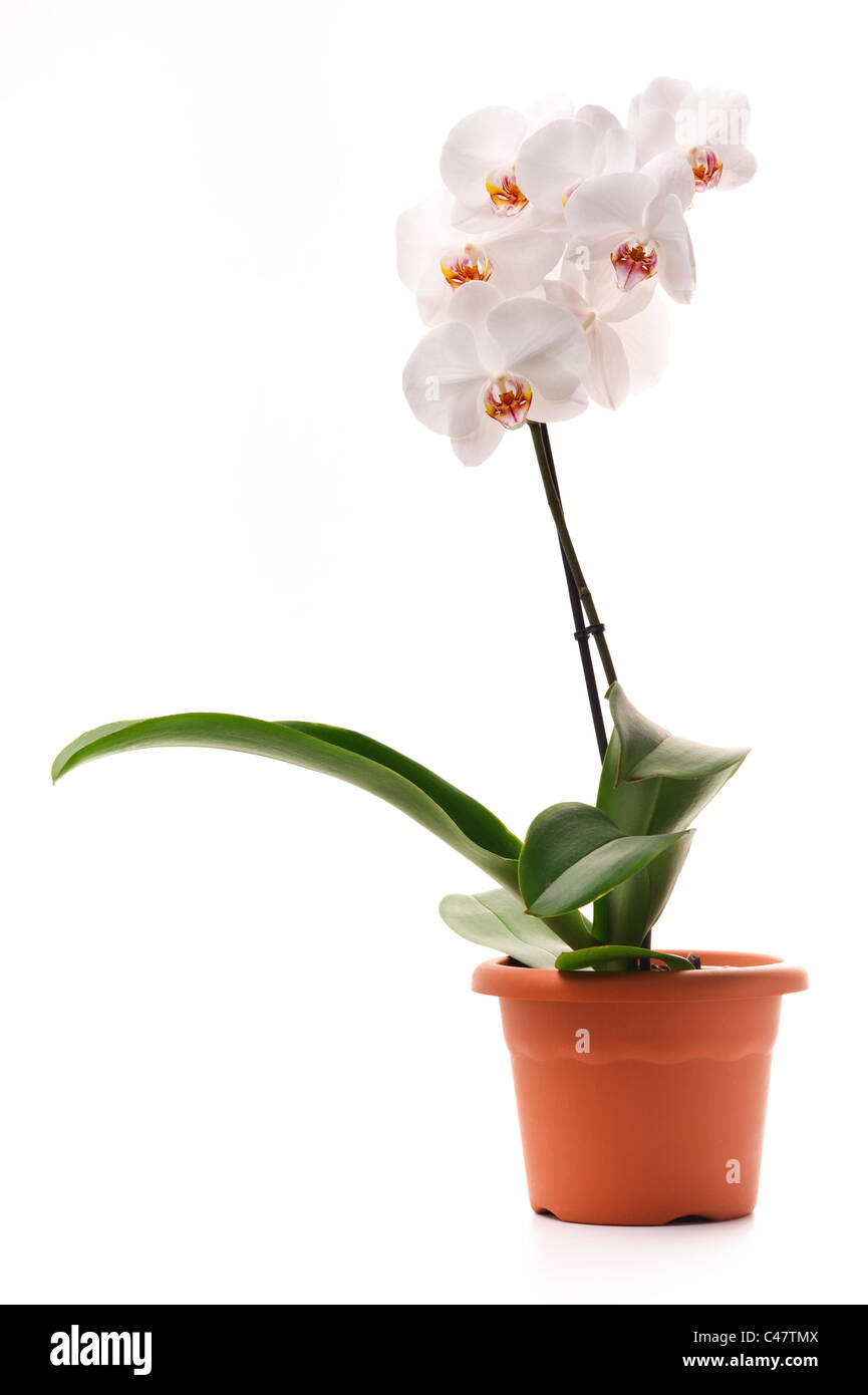 White orchid (Phalaenopsis) in a flowerpot, isolated, white background Stock Photo - Alamy