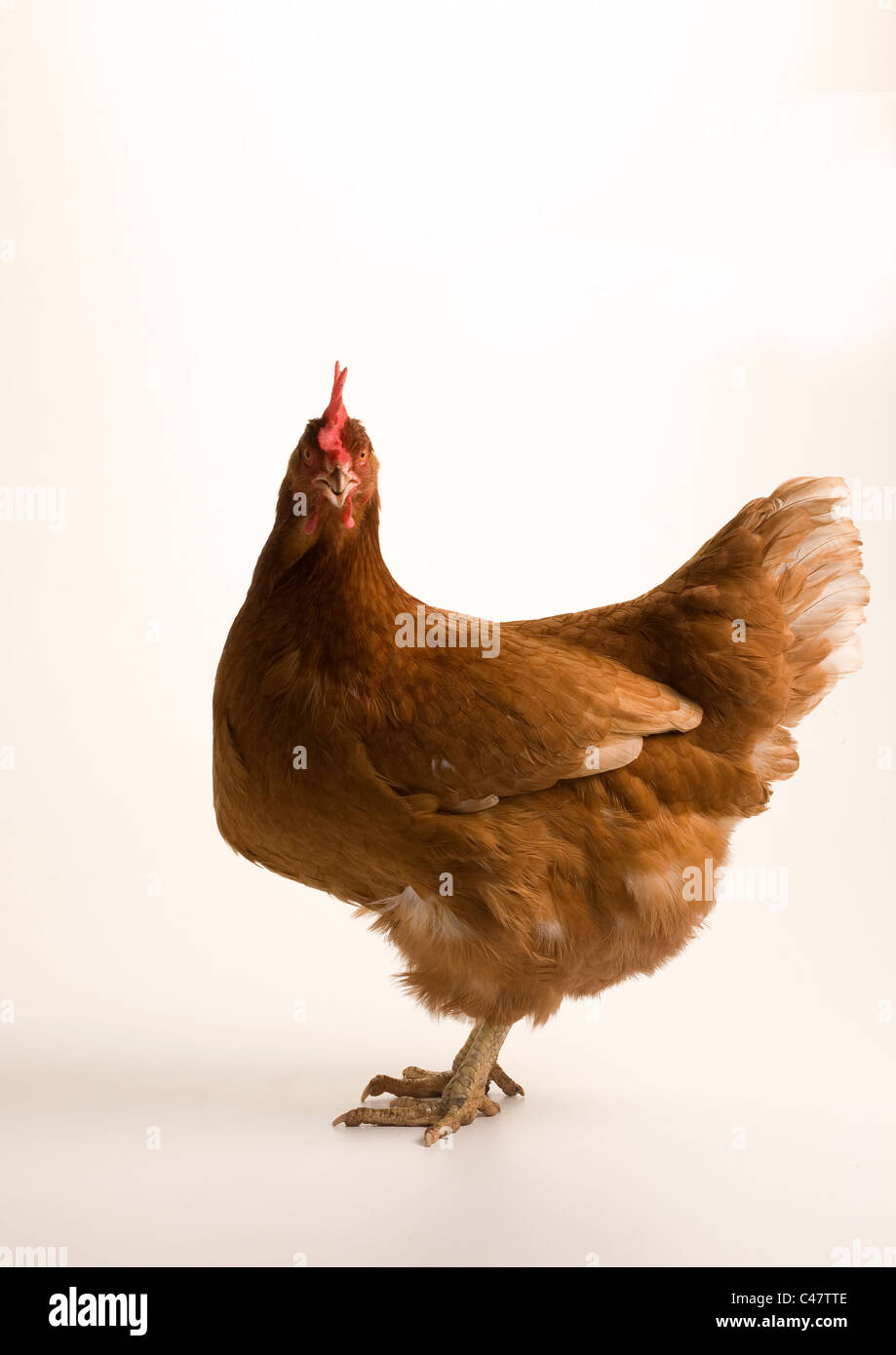 Chicken studio shot Stock Photo - Alamy