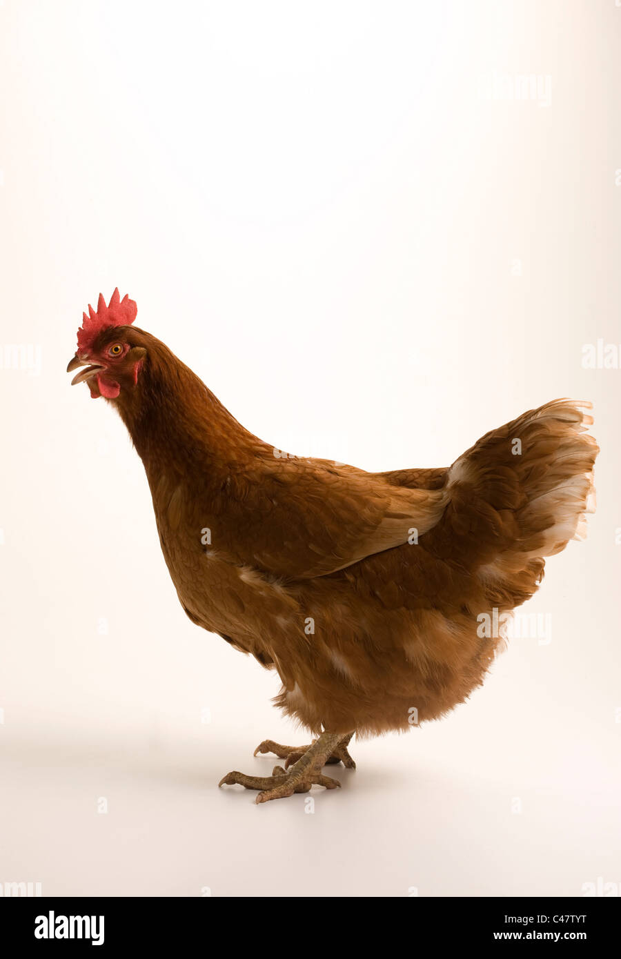 Chicken hen hi-res stock photography and images - Alamy