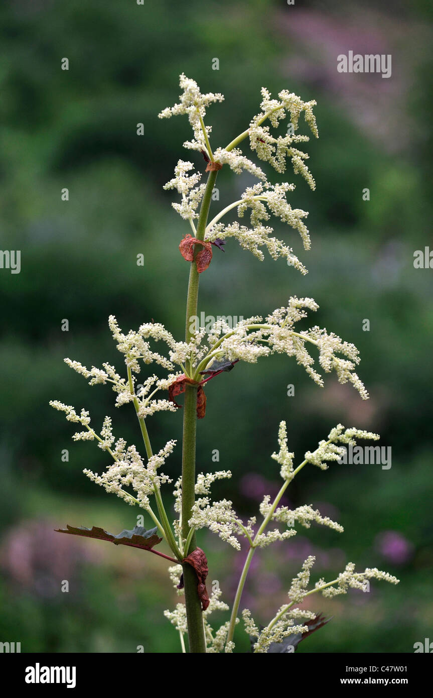 The flower head of an ornamental rhubarb - rheum, in an English garden ...
