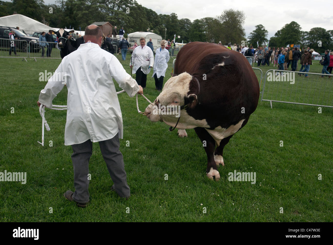 Farmer bull hi-res stock photography and images - Alamy