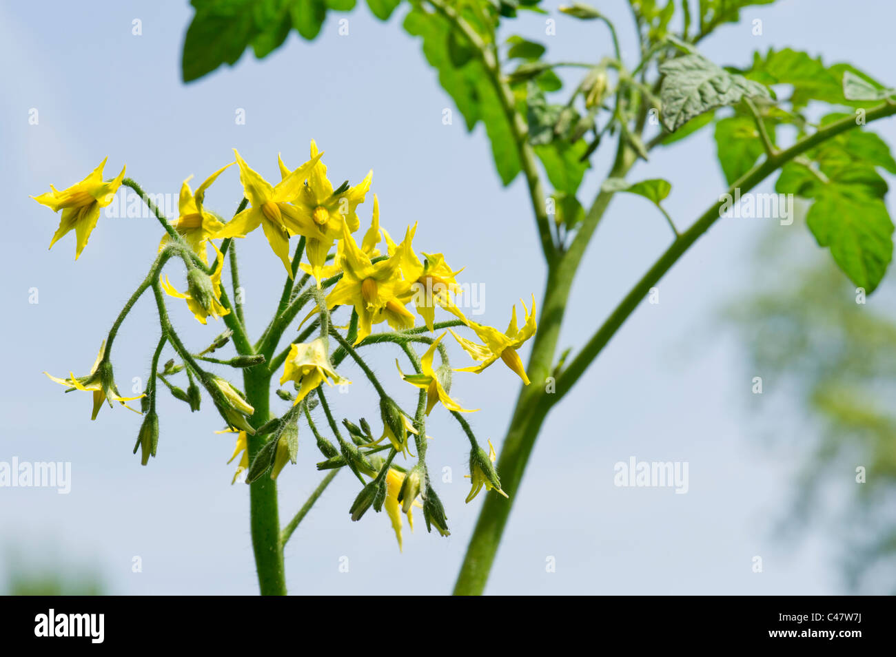 Tomato plant flower hi-res stock photography and images - Alamy