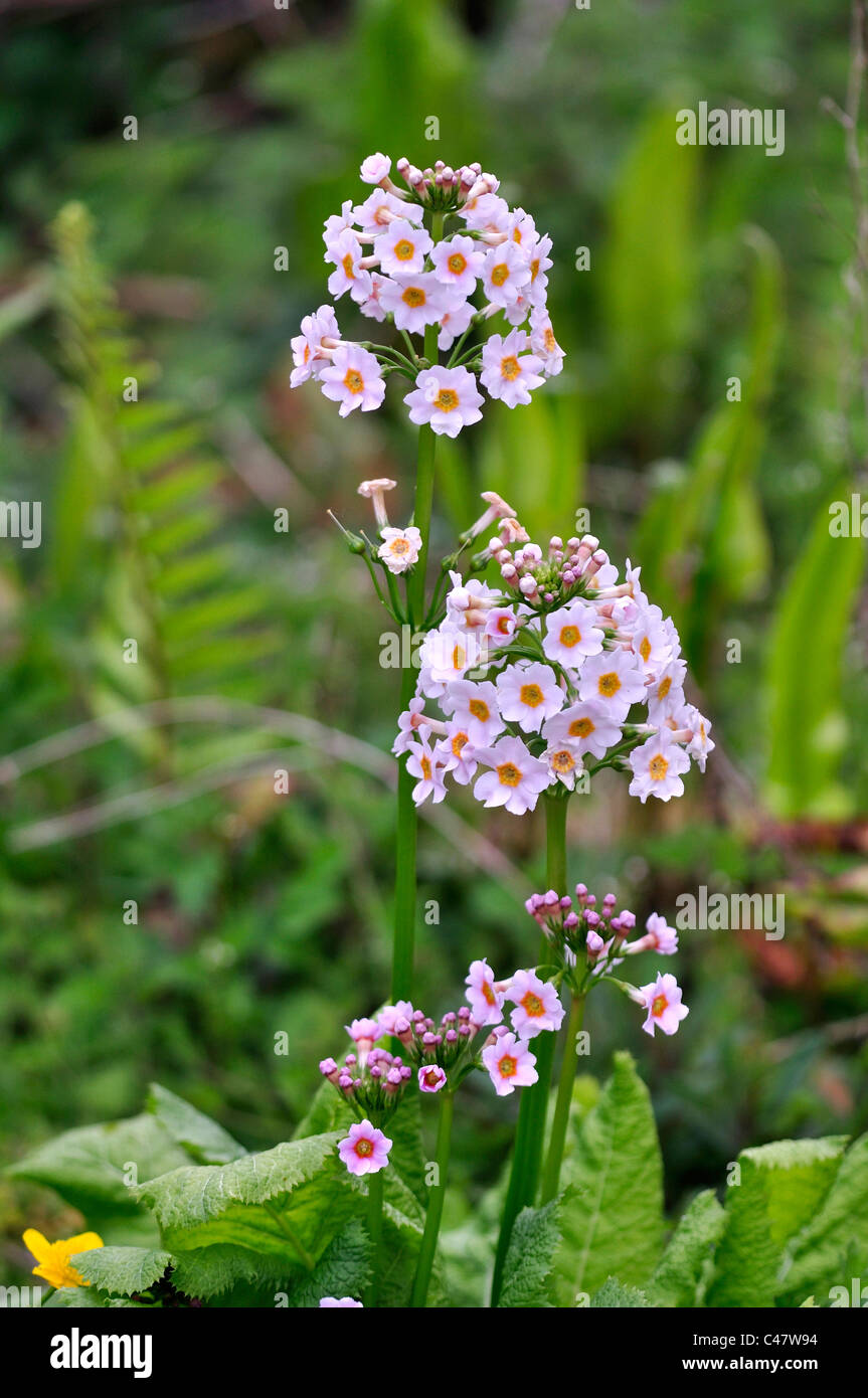 Primula Japonica Postford White, a tiered primrose that likes wet ...