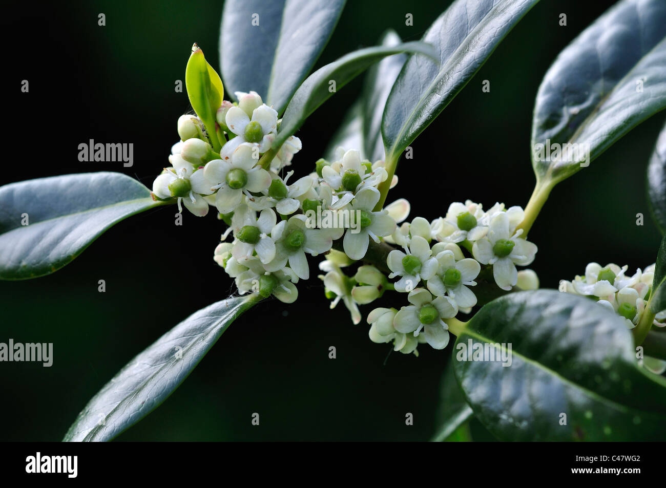 Evergreen holly hi-res stock photography and images - Alamy