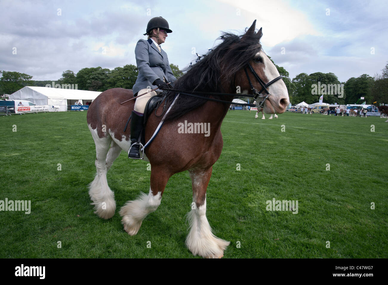 Riding clydesdale horse hi-res stock photography and images - Alamy