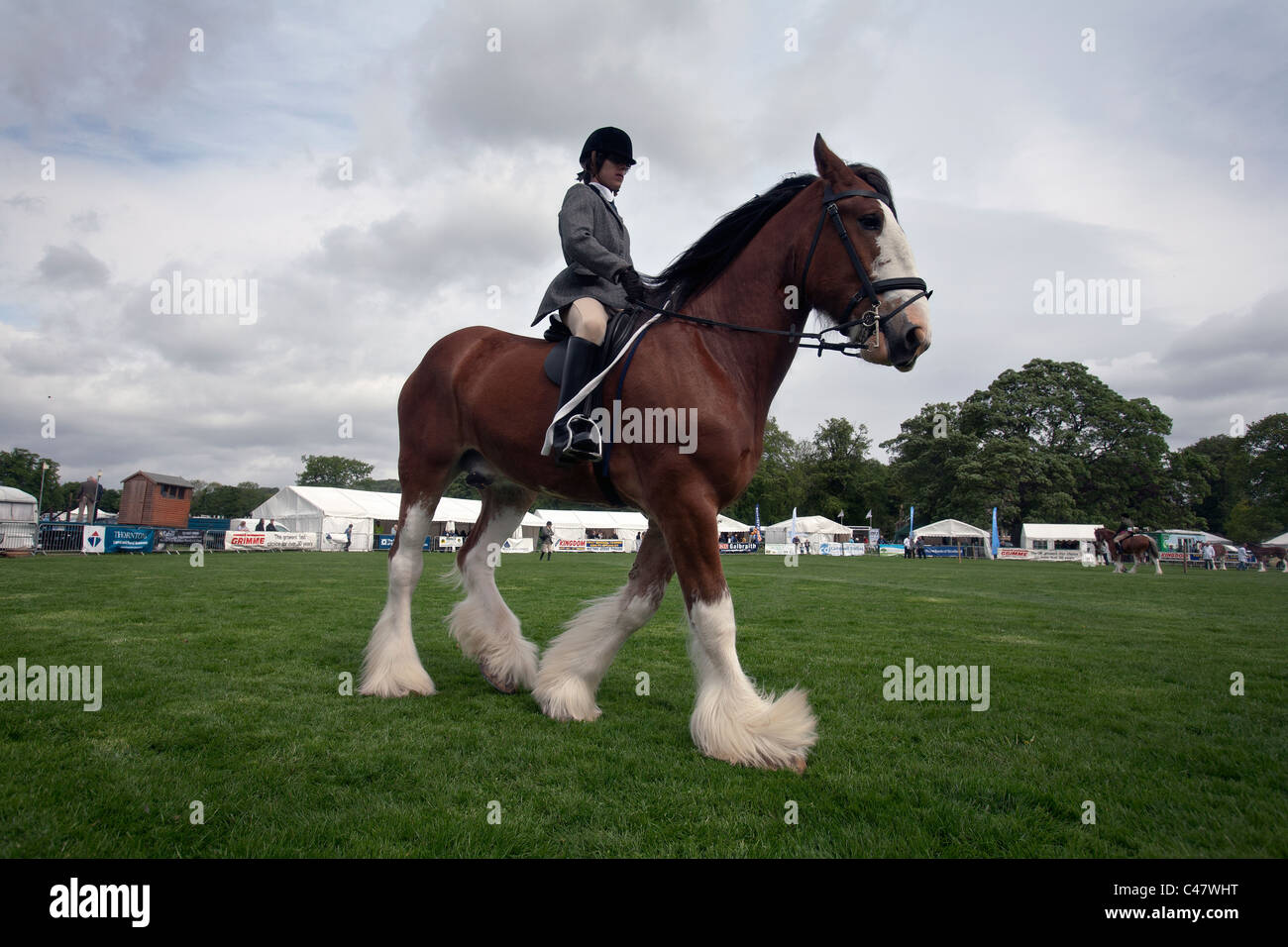 Clydesdale Jumping