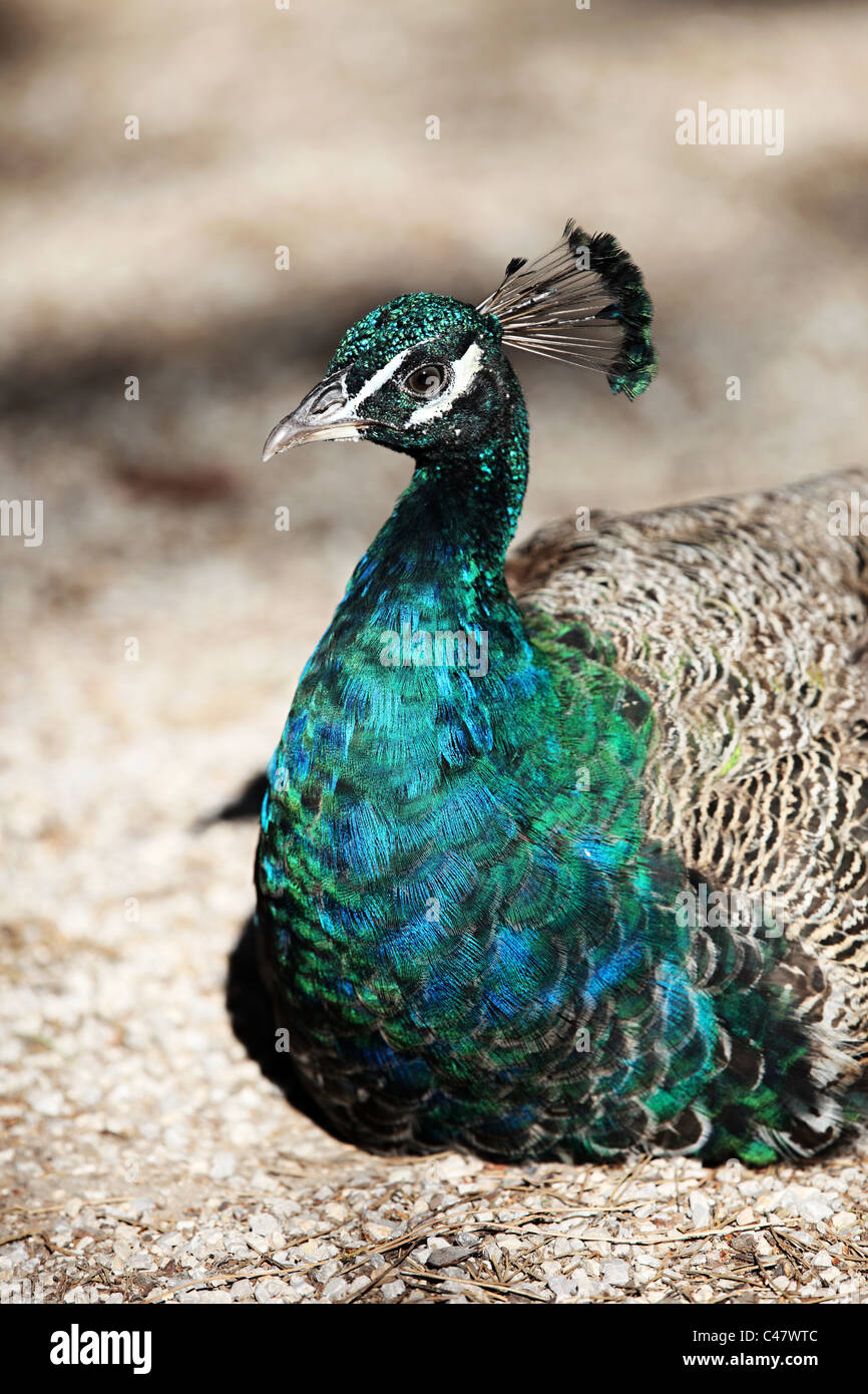 Male peacock on the island of Kos Greece Stock Photo - Alamy