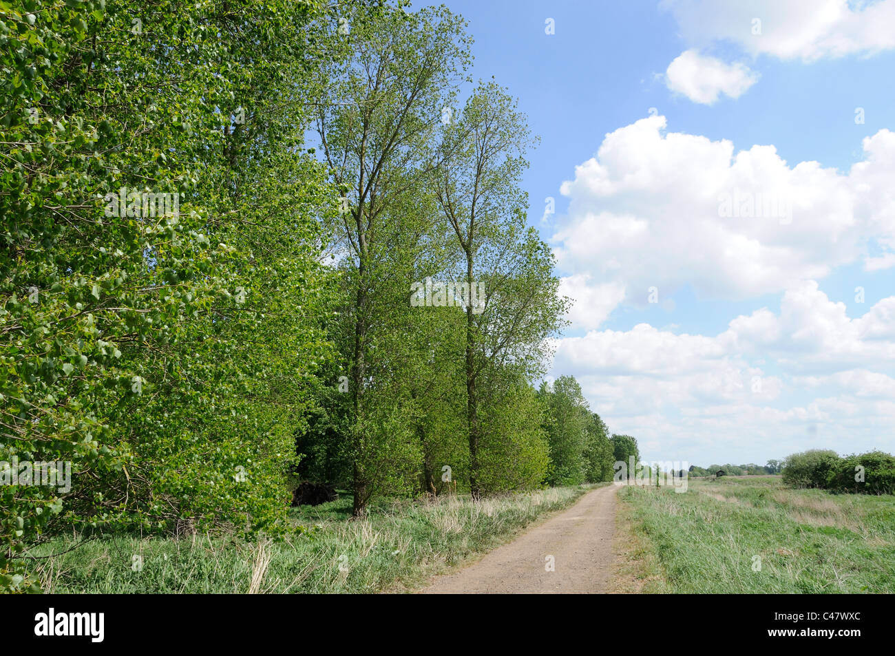 Black poplar hybrid plantations populus hi-res stock photography and ...
