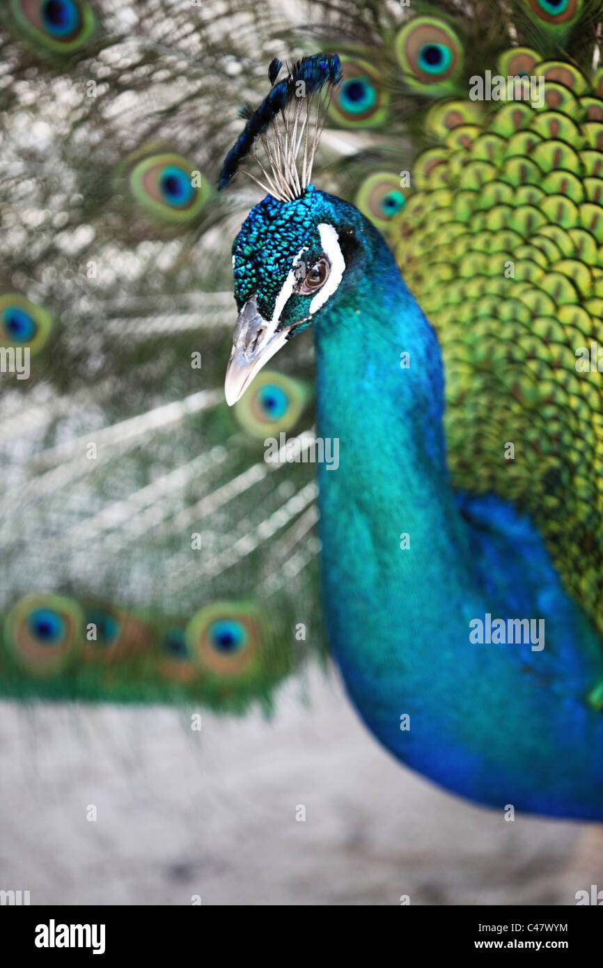 Male peacock on the island of Kos Greece Stock Photo - Alamy