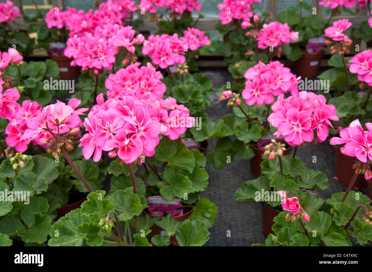 Bright pink Perlagoniums ( indoor geraniums ) lined up for sale in a ...