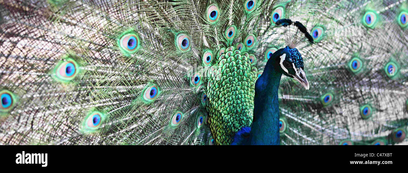Male peacock on the island of Kos Greece Stock Photo - Alamy