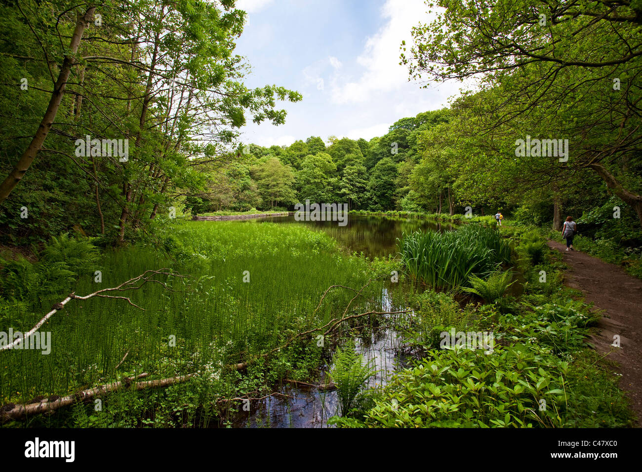 One of the many ponds in the Rivelin Valley Sheffield South Yorkshire ...