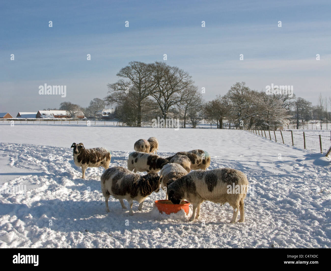 Sheep in frozen field hi-res stock photography and images - Alamy