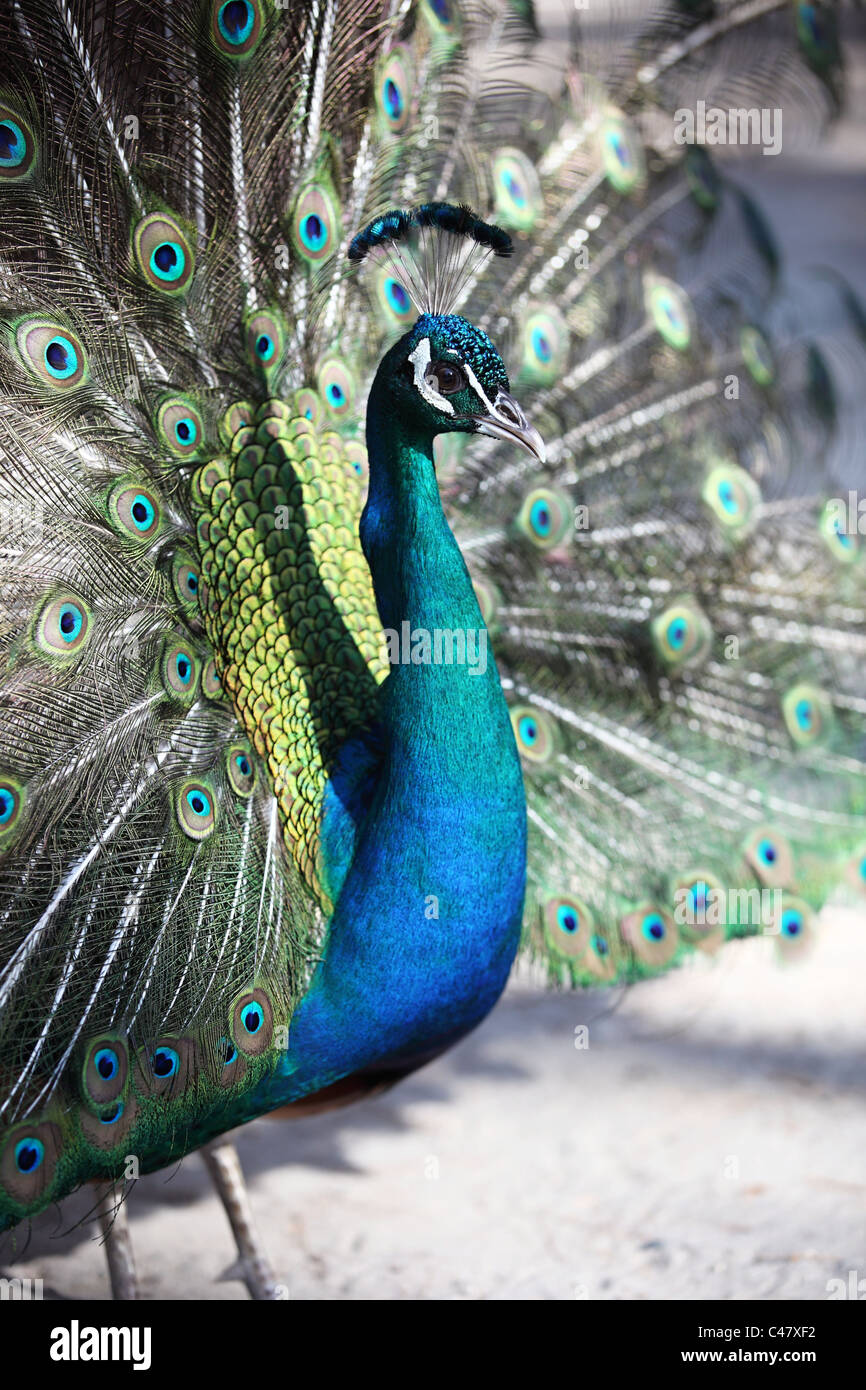 Head shot peacocks tail hi-res stock photography and images - Alamy