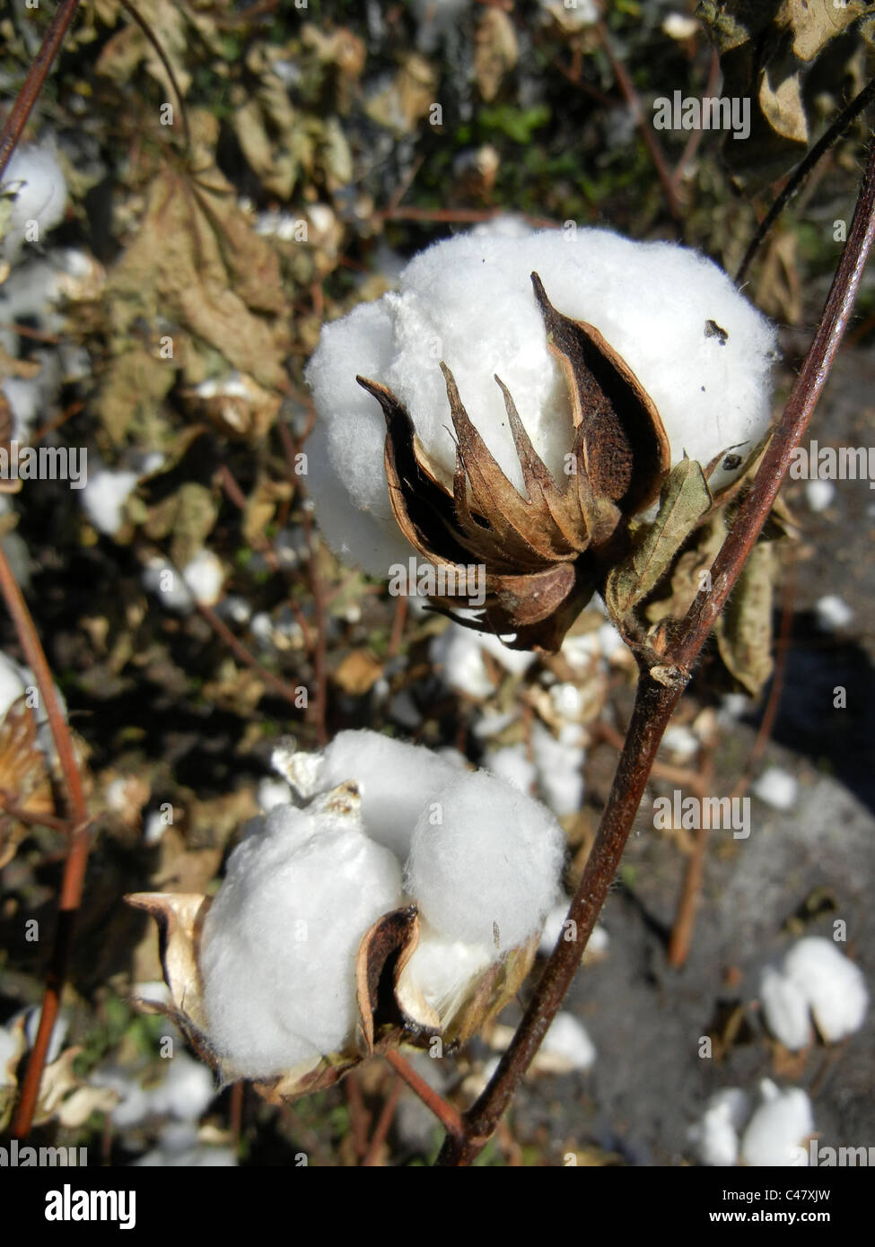 Cotton plant close up hi-res stock photography and images - Alamy