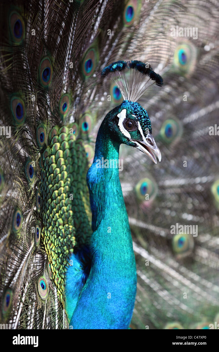 Head shot peacocks tail hi-res stock photography and images - Alamy