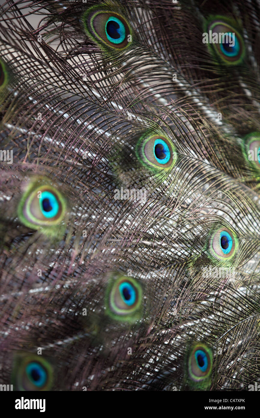 Male peacock feathers on the island of Kos Greece Stock Photo - Alamy