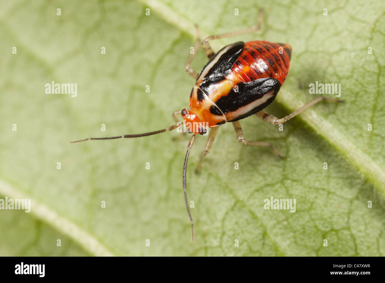 Capsid bugs hi-res stock photography and images - Alamy