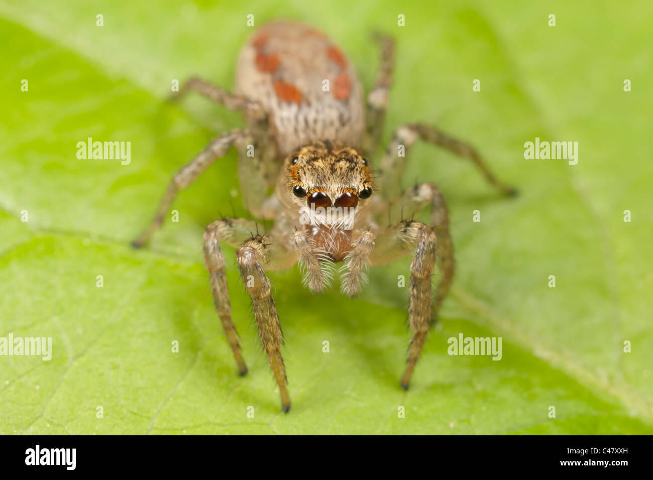 Dimorphic Jumper (Maevia inclemens) - Female Stock Photo - Alamy