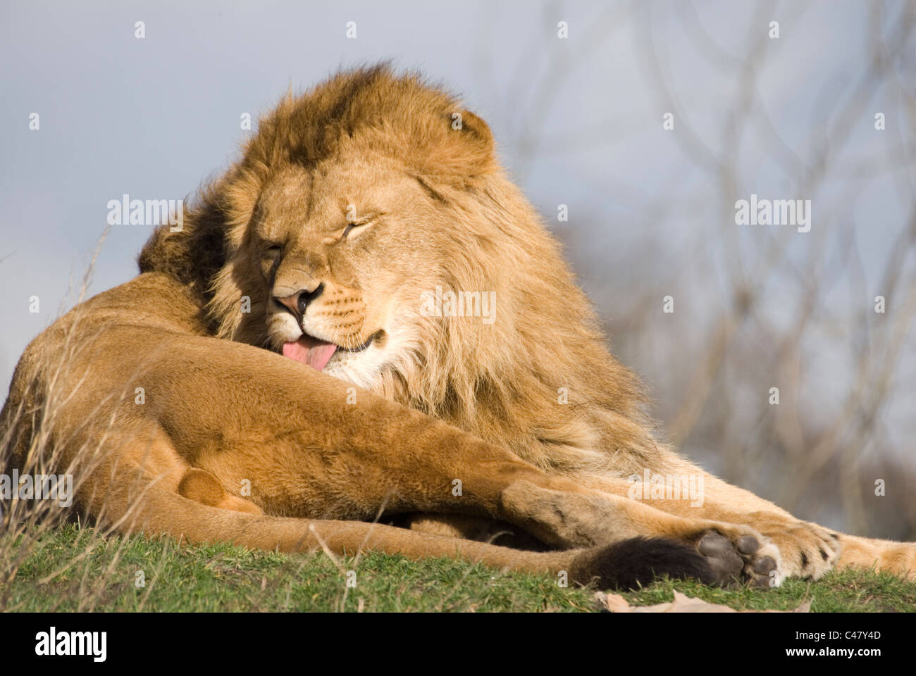 Close up on Lion, Panthera Leo, Lying Down Grooming Himself, Yorkshire ...