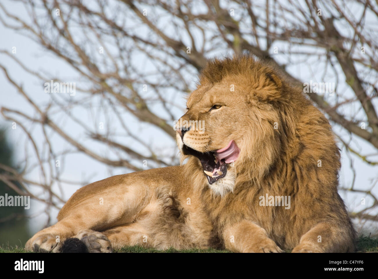 Close up on Lion, Panthera Leo, Lying Down Yawning, Yorkshire Wildlife ...