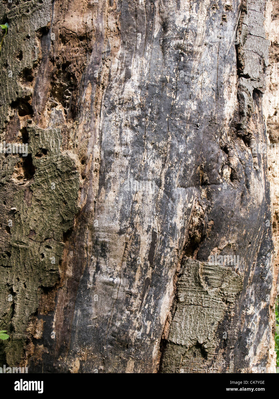 Close-up of tree showing infestation with wood boring beetle Stock ...