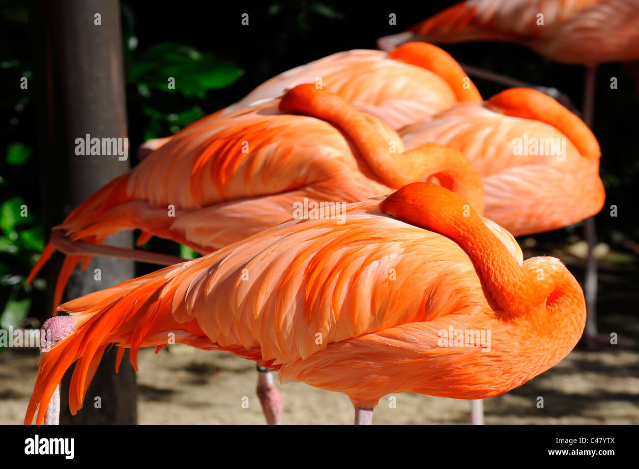 Sea World Adventure Theme Park Orlando Florida Flamingo Birds Stock ...