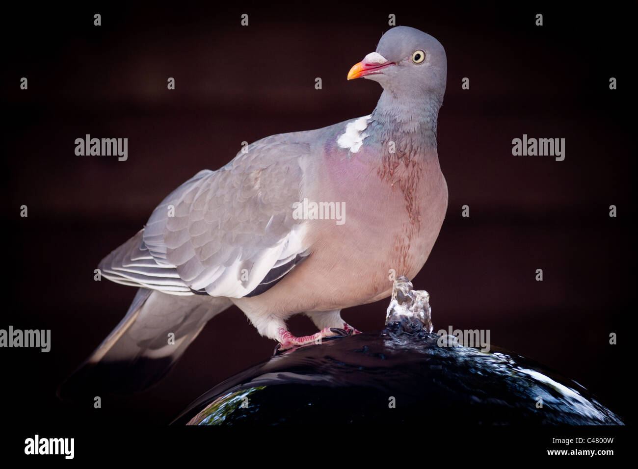 Pigeon while drinking hi-res stock photography and images - Alamy