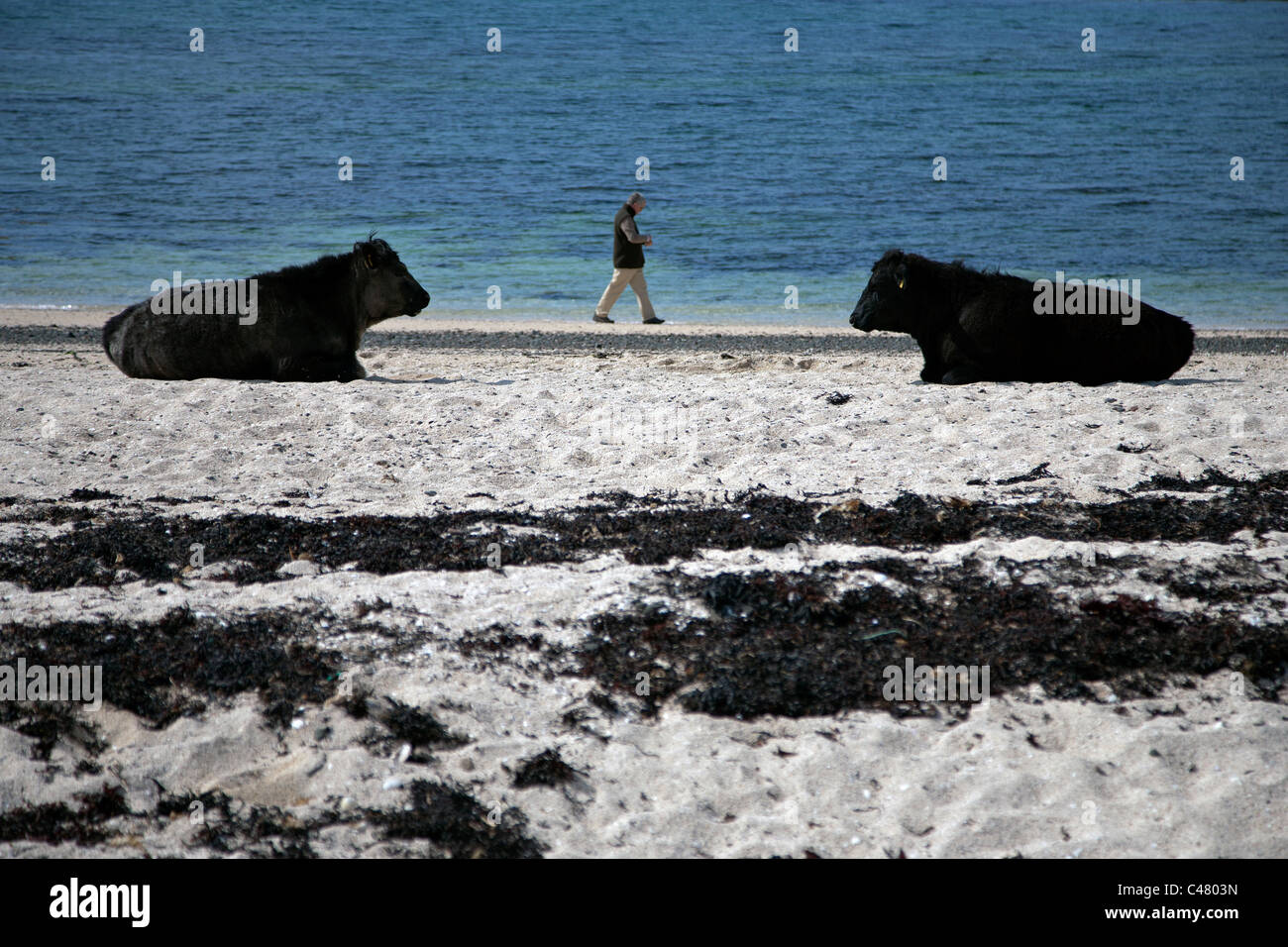 man walks past cows on coral beach in skye in scotland Stock Photo - Alamy