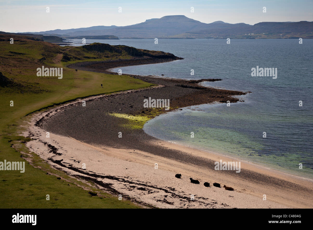 cows on coral beach in skye in scotland Stock Photo - Alamy