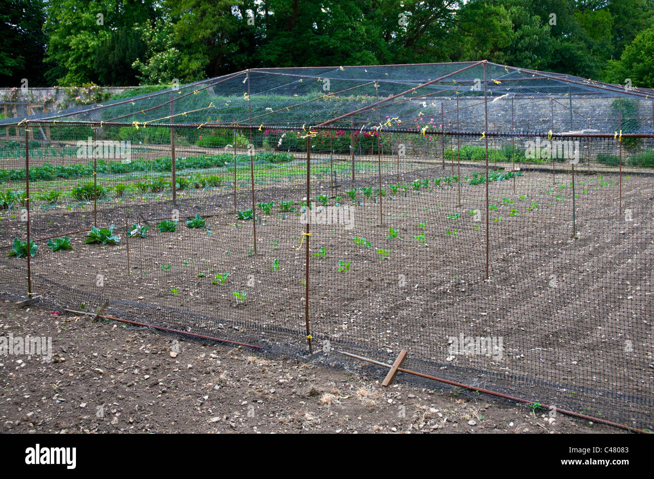 A net structure used to protect vegetables against birds in a formal ...