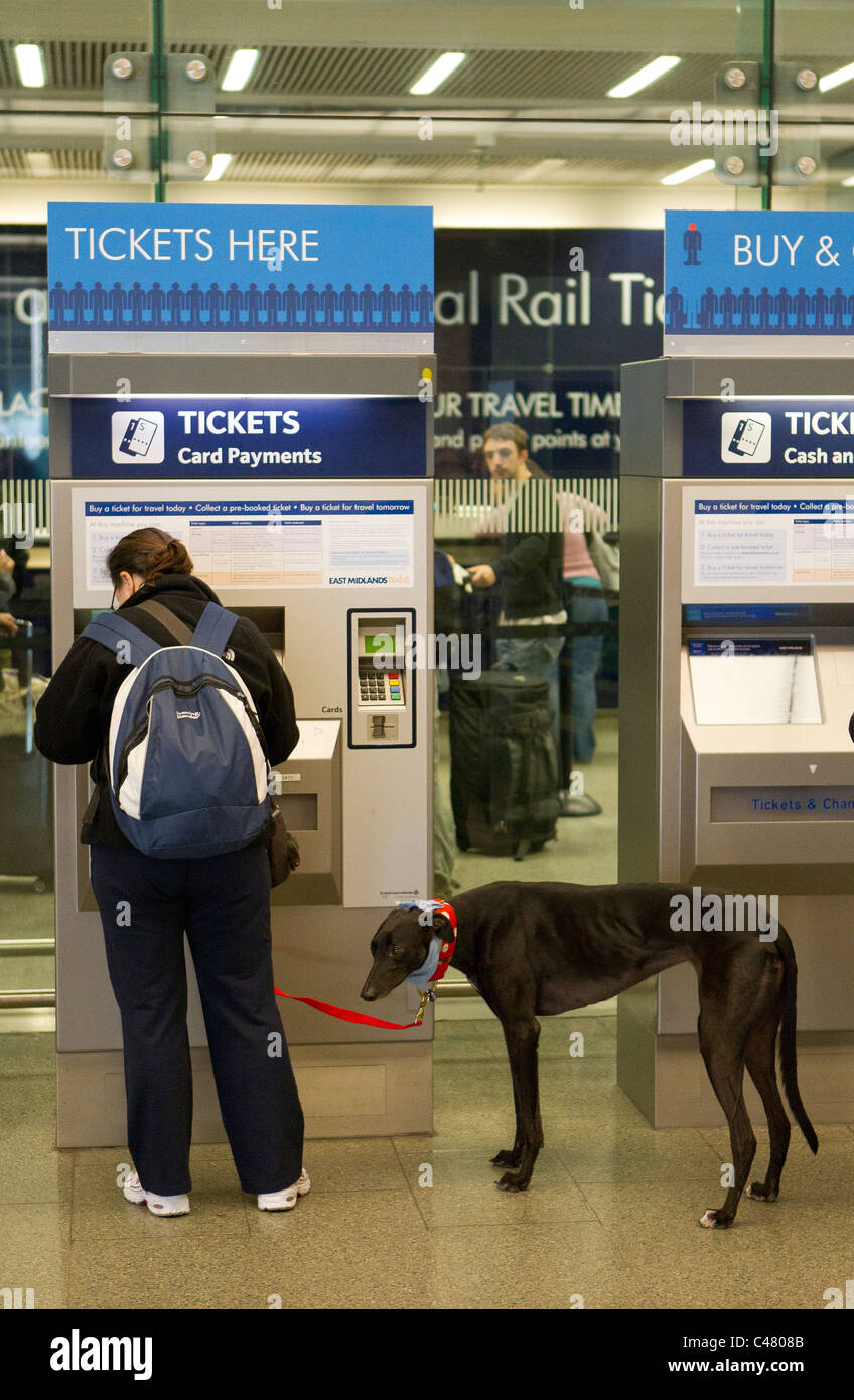 Dog ticket hi-res stock photography and images - Alamy