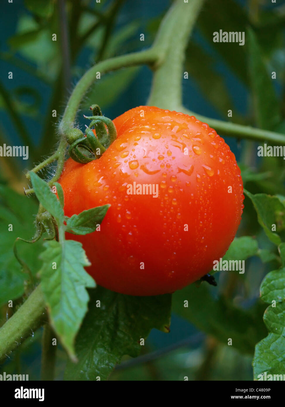 Bright red tomato growing on the vine with water drops on the skin ...