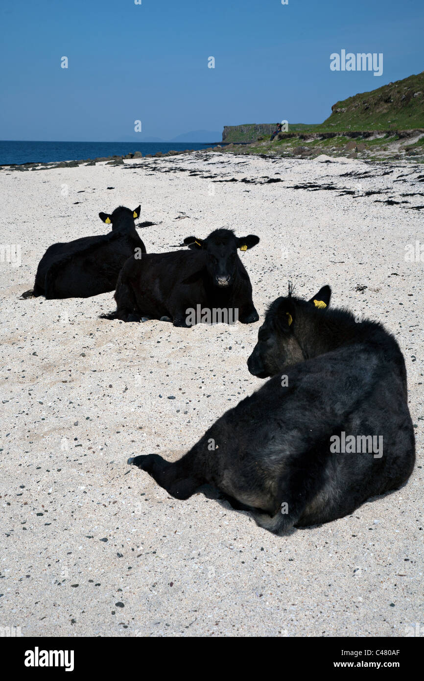 cows on coral beach in skye in scotland Stock Photo - Alamy