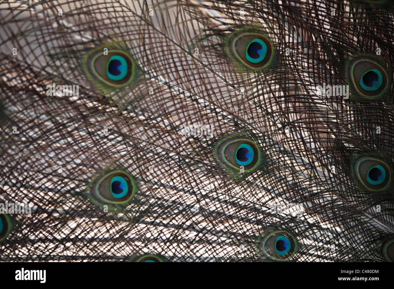 Male peacock feathers on the island of Kos Greece Stock Photo - Alamy