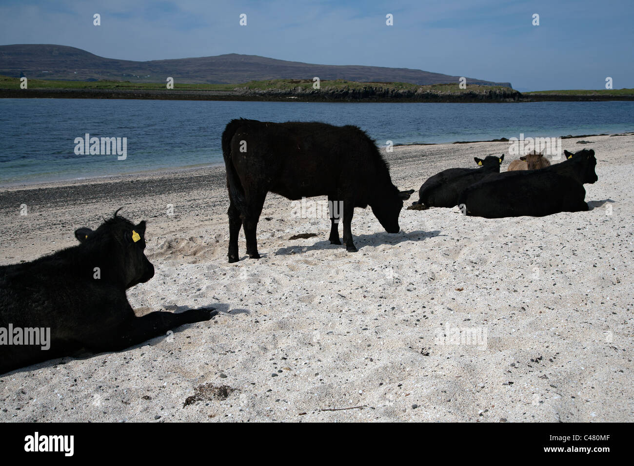 cows on coral beach in skye in scotland Stock Photo - Alamy