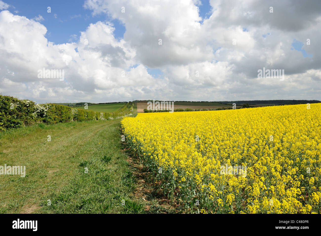 Oilseed rape, brassica napus, crop in flower showing field margin for ...