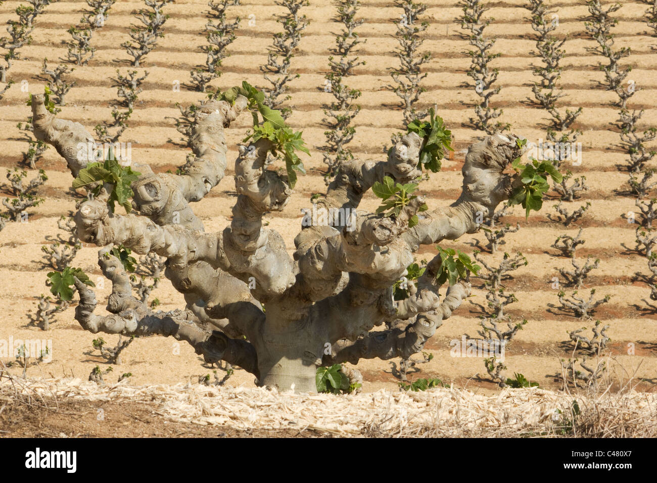 Fig plantation hi-res stock photography and images - Alamy