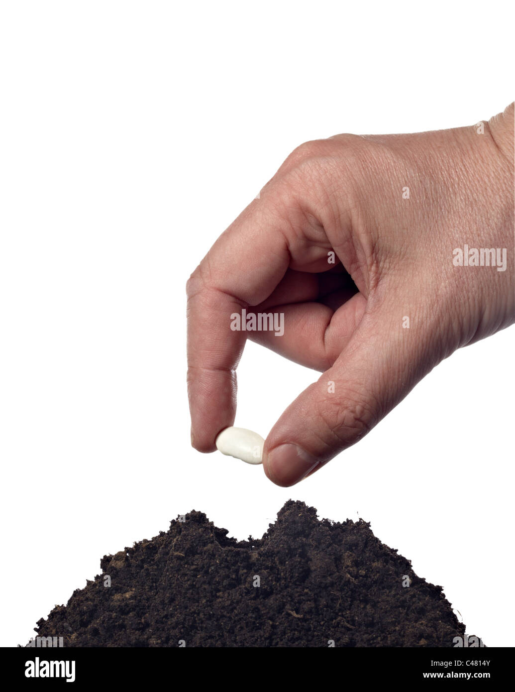 Bean seed growth hi-res stock photography and images - Alamy