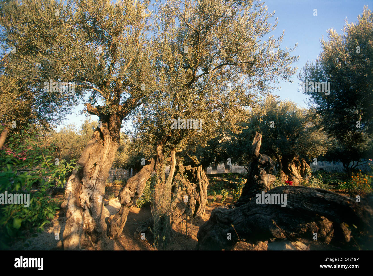 Photograph of an ancient olive tree at Gethsamene Stock Photo - Alamy