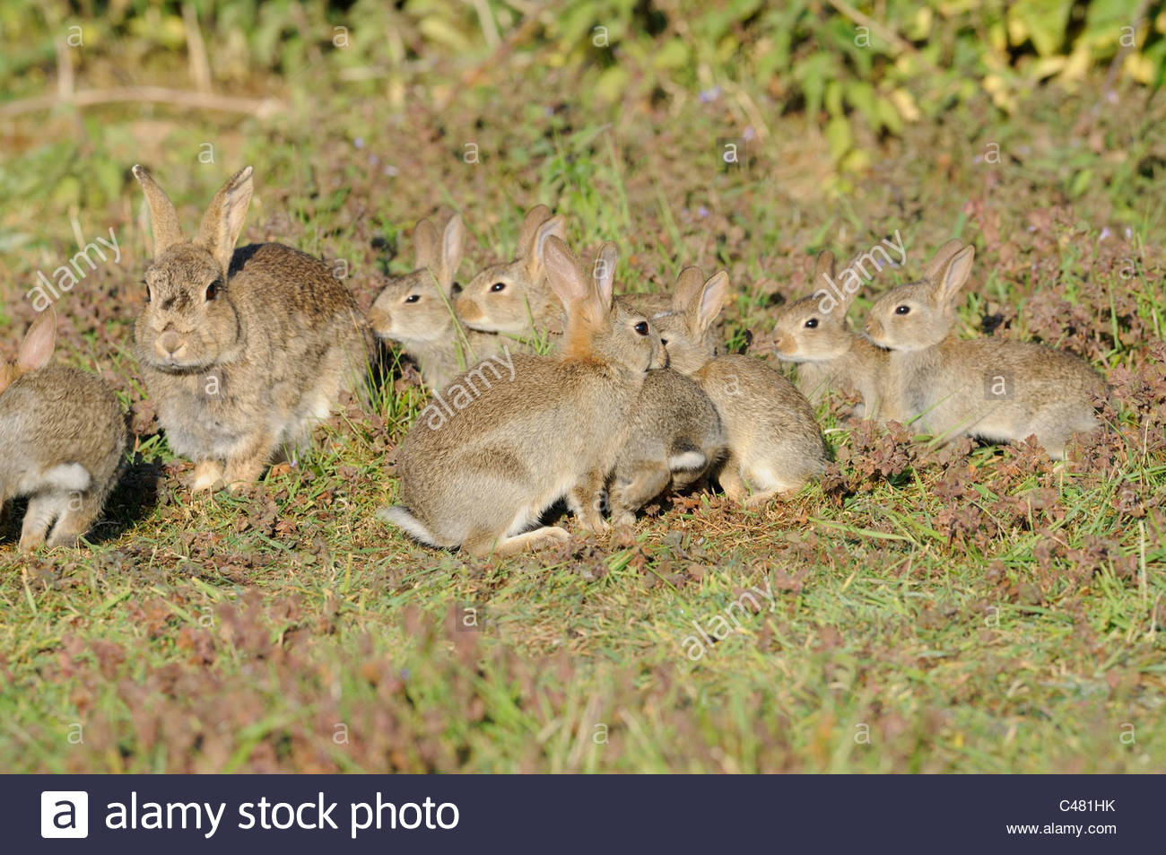 Rabbit Warren Uk Stock Photos & Rabbit Warren Uk Stock Images - Alamy